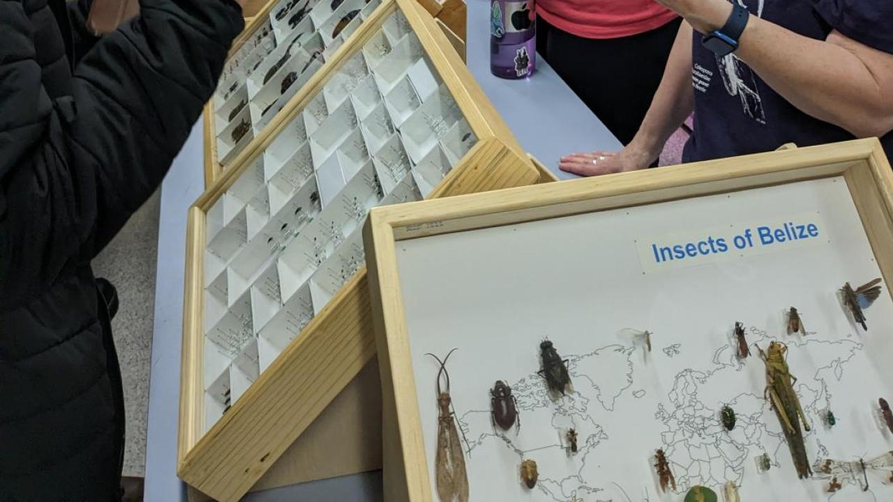Touring The Museum | Bohart Museum of Entomology Touring The Museum | Bohart Museum of Entomology