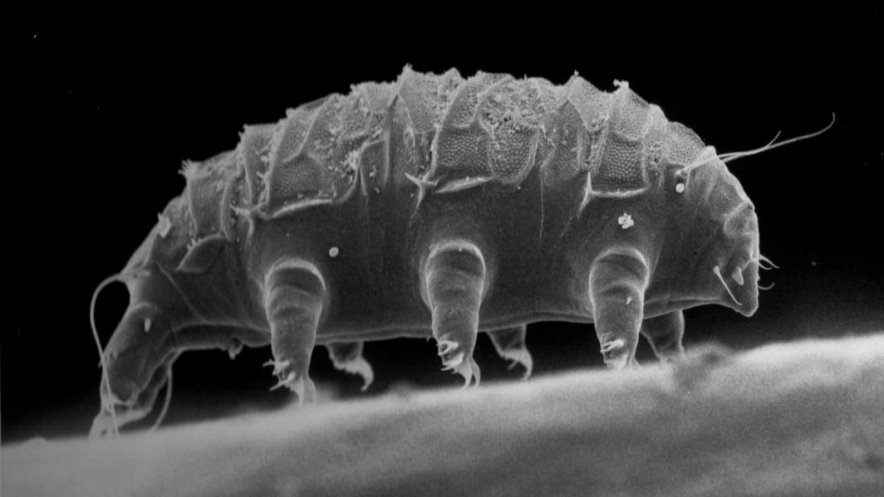 waterbear insect