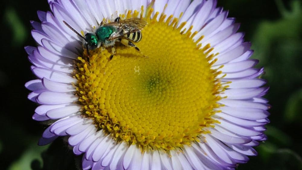 Native Bees | Bohart Museum of Entomology